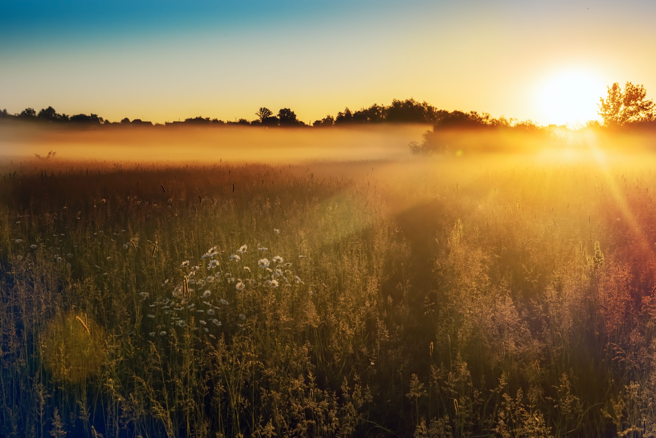 Information om konkurs i Sesol AB | Soltech Energy – Vi är solteknologi